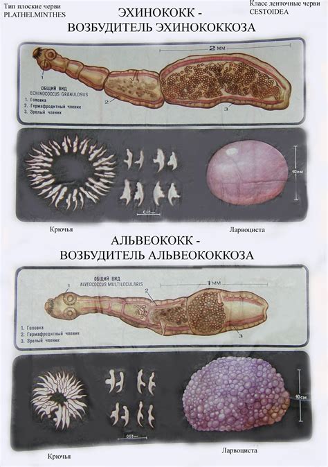 Атлас паразитов человека