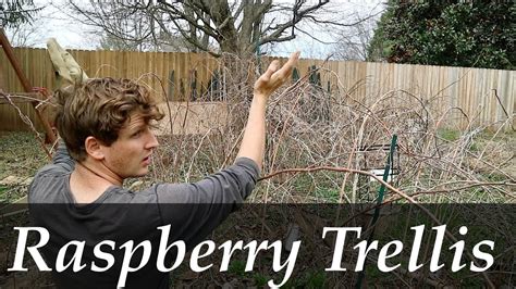 How To Make A Raspberry Trellis Quick Cheap And Easy Youtube