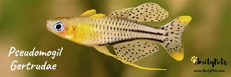 44 Best Freshwater Aquarium Fish For Beginners Complete Guide To