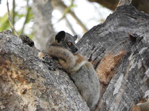 Loric Focusing On Wildlife