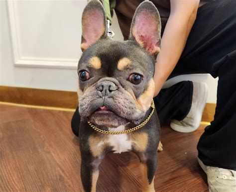 프렌치불독 탄이 대형견임시보호 소형견임시보호 고양이임시보호 유기견특징 유기묘특징 강아지특징 소형견특징 중형견특징 대형견특징 말티즈특징 말티푸특징 비숑프리제특징 미니비숑프리제