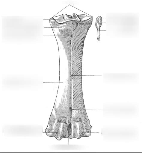 Ossa Metacarpalia Diagram Quizlet