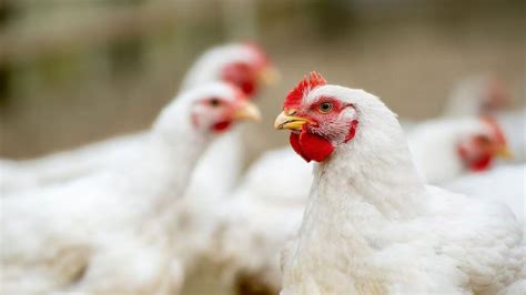 Improving Calcium And Phosphorous Utilization In Broilers Sr Publications