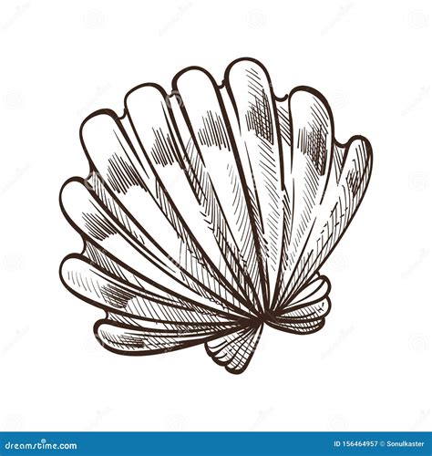 Shell Or Seashell Conch Or Mollusk Isolated Sketch Marine Symbol