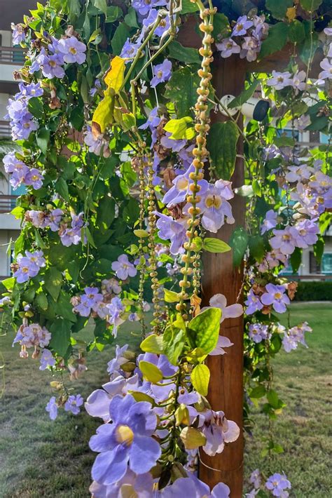 انواع پیچک گلدار 20 نوع گل پیچک بالا رونده باغچه ای و آپارتمانی