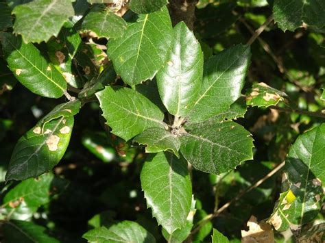 Quercus Ilex Câlin