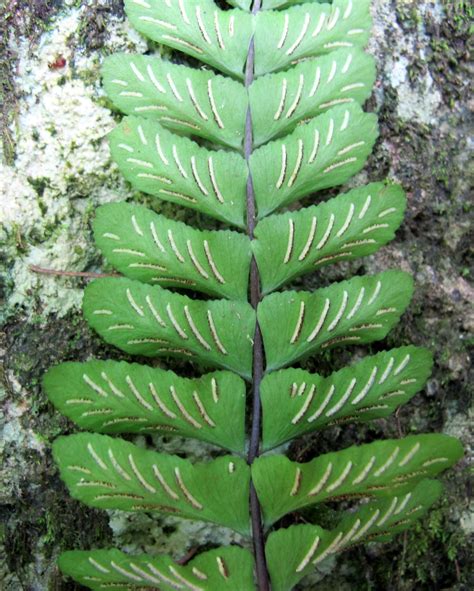 Asplenium Bradei Ferns And Lycophytes Of The World
