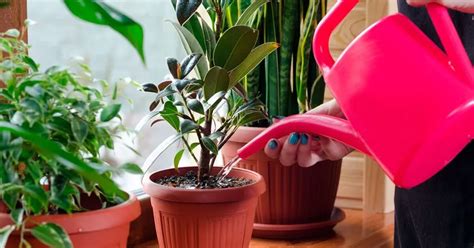 Добриво завдяки якому зацвітуть майже всі рослини Читайте на Ukr Net