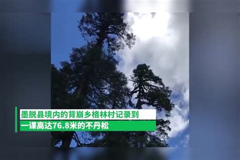 76 8米 西藏发现中国大陆已知最高的树 成为名副其实的新树王 大陆 树王 中国