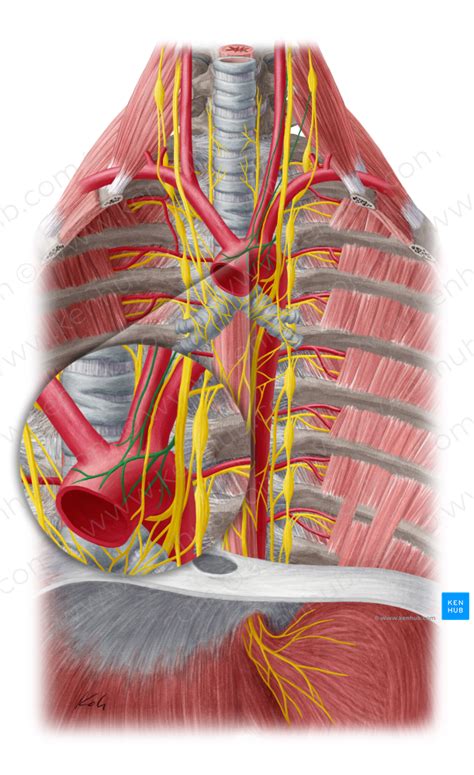 Thoracic Aortic Plexus 7946 Kenhub Image License Store