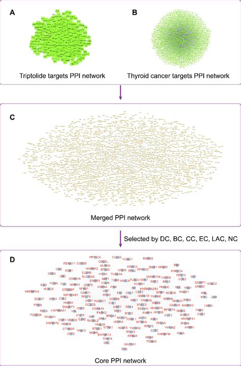 Construction Of Ppi Networks A Triptolide Target Ppi Network B