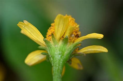 ヌマツルギク素人植物図鑑