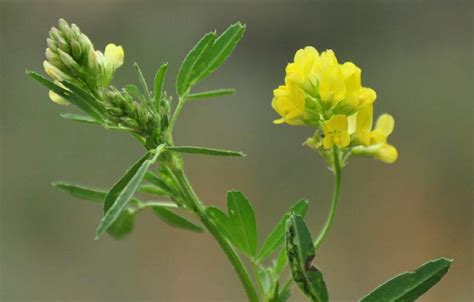 紫花苜蓿和黄花苜蓿有什么区别 行业新闻 紫花苜蓿 紫花苜蓿种植基地 紫花苜蓿的功效 湖南省豪兴农业科技发展有限公司