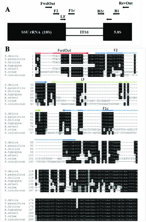 Lamp Primer Design A Schematic Representation Of The Its Region Download Scientific Diagram