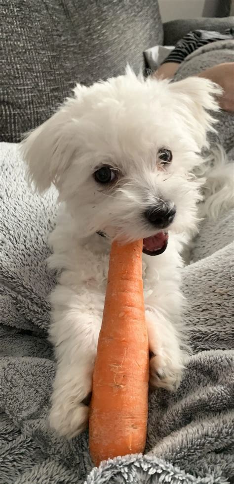 Frozen Carrots Help The Teething Scrolller