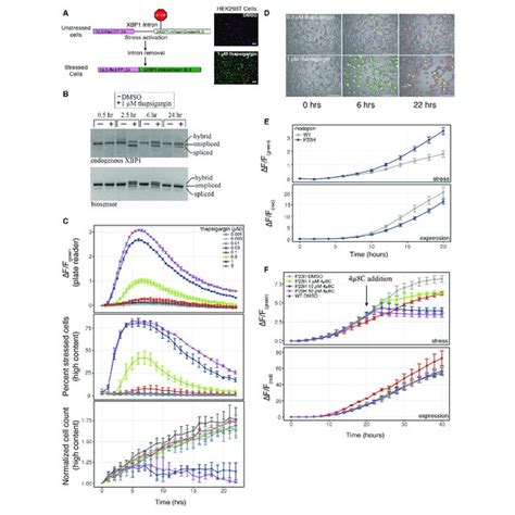 A Genetically Encoded Fluorescent Biosensor To Detect Endoplasmic Download Scientific Diagram