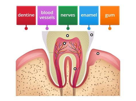 Structure Of A Tooth Labelled Diagram