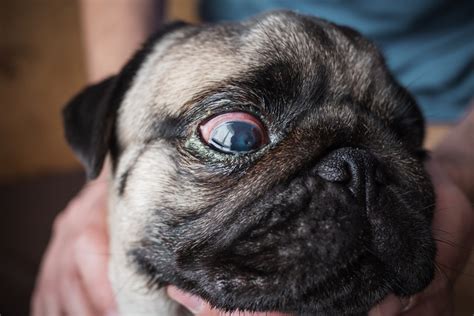 Conjunctivitis In Dogs Causes Symptoms Treatments Great Pet Care