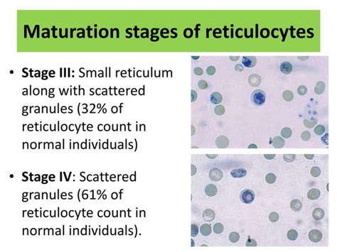 Reticulocytepptx