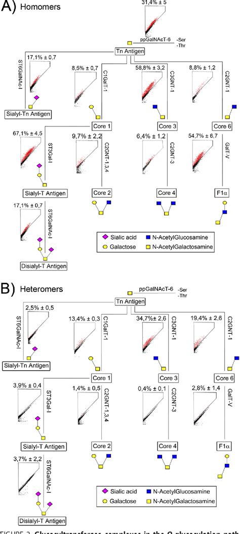 Figure 2 From Functional Organization Of Golgi N And O Glycosylation