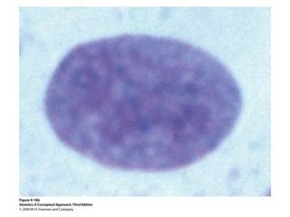 Sexdetermination Ppt