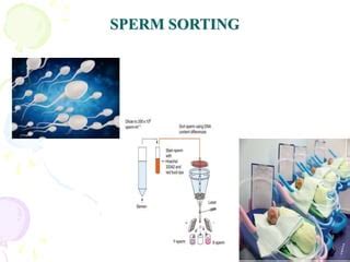 Declining Sex Ratio In India PPT