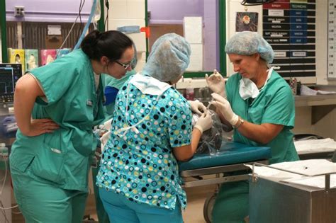 Anesthesia And Pain Management College Of Veterinary Medicine At Msu