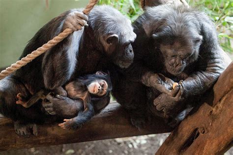 Research Reveals You Can Still Teach An Old Chimp New Tricks