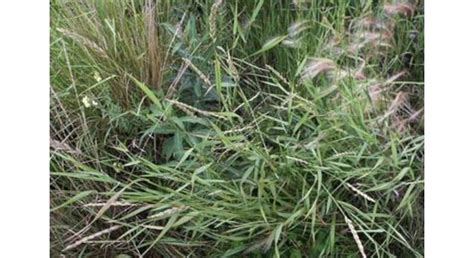 Controlling Quackgrass Morning Ag Clips
