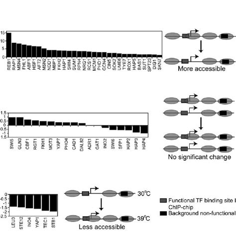 Dynamic Nucleosome Remodeling Affects The Accessibility Of