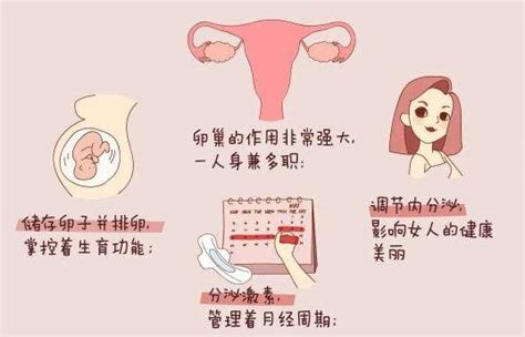 宫茹清科普 “早绝经”发病率高达10，保护卵巢各个阶段都适用减肥女性更年期