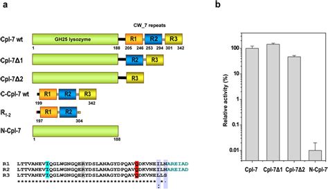 Module Composition Of Cpl 7 Endolysin Deletion Constructs And