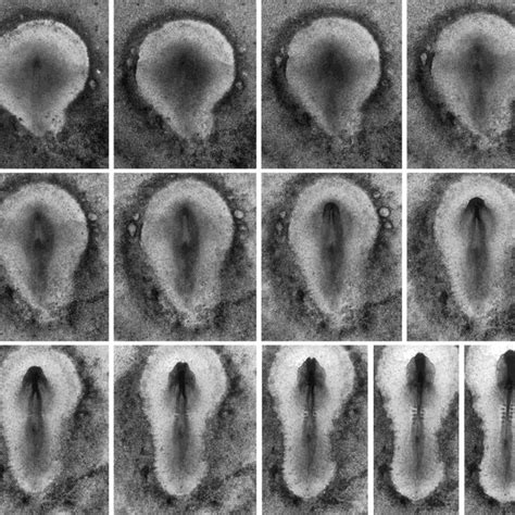 Thirteen Pictures In Temporal Sequence From Top Left To Bottom Right Download Scientific