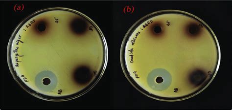 Photographs Showing The Zones Of Inhibition Against The Fungi A A