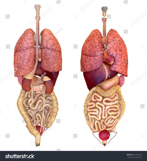 Where Are Your Organs Located Back View