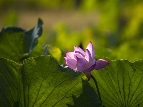 로터스 꽃 핑크 Pixabay의 무료 사진 Pixabay