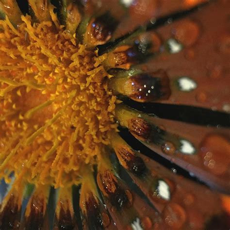 Premium Photo Extreme Close Up Of Wet Flower