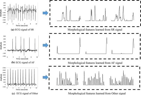 Visualization Of Learned Morphological Features A Morphological Download Scientific Diagram