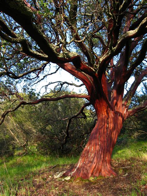 Gorgeous Bark Of Pacific Madrone Tree Madrone Tree Bark Color Giant