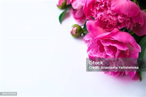 흰색 배경에 밝은 분홍색 모란 여름 꽃 꽂이 인사말 카드에 대한 배경 공간을 복사합니다 휴일 생일 발렌타인 데이 선물의 개념 개념에 대한 스톡 사진 및 기타 이미지 Istock