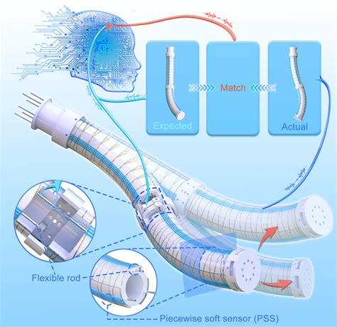 科学家提出软体机器人“感知 运动“通用模型—新闻—科学网 科学家提出软体机器人“感知 运动“通用模型—新闻—科学网