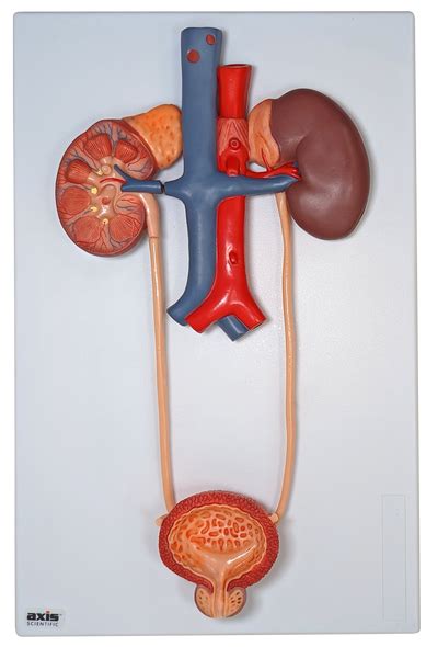 Bladder Model Labeled