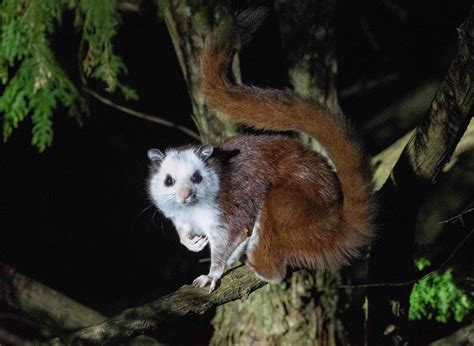 The Mammals Of Taiwan Birdguides