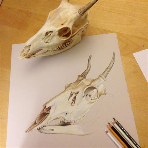 Deer Skull Anatomy