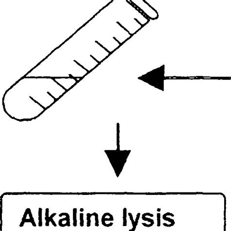 1 Theory Of Alkaline Dna Unwinding To Detect Dna Lesions Download