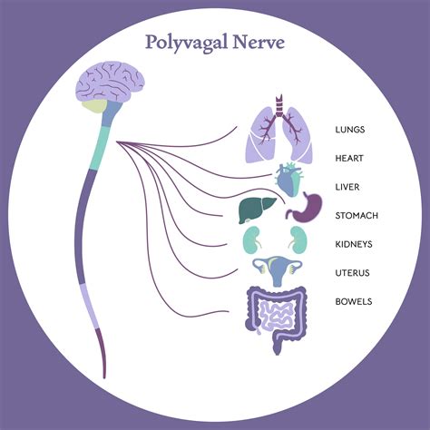 Polyvagal Theory High Street Natural Health