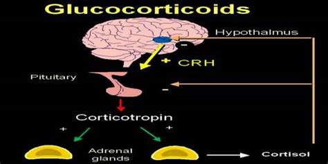 Glucocorticoid Assignment Point