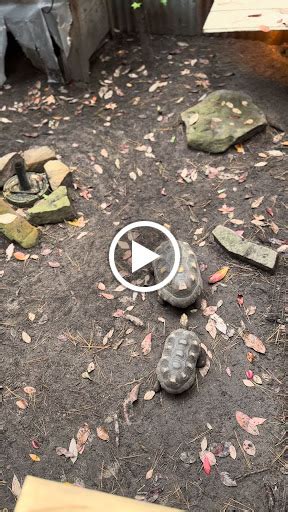 Treehouse Cafe Quirky American Restaurant In Magnolia Texas