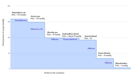 The Oxygen Cascade Flashcards Quizlet