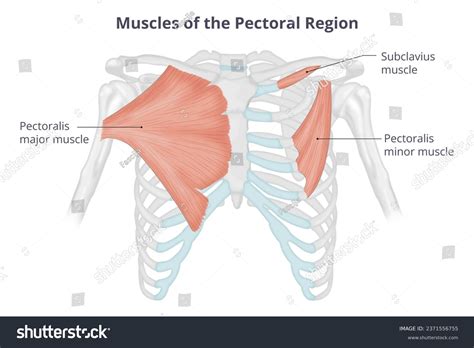 Pectoralis Major All Upper Limb Muscles Notes Drawings